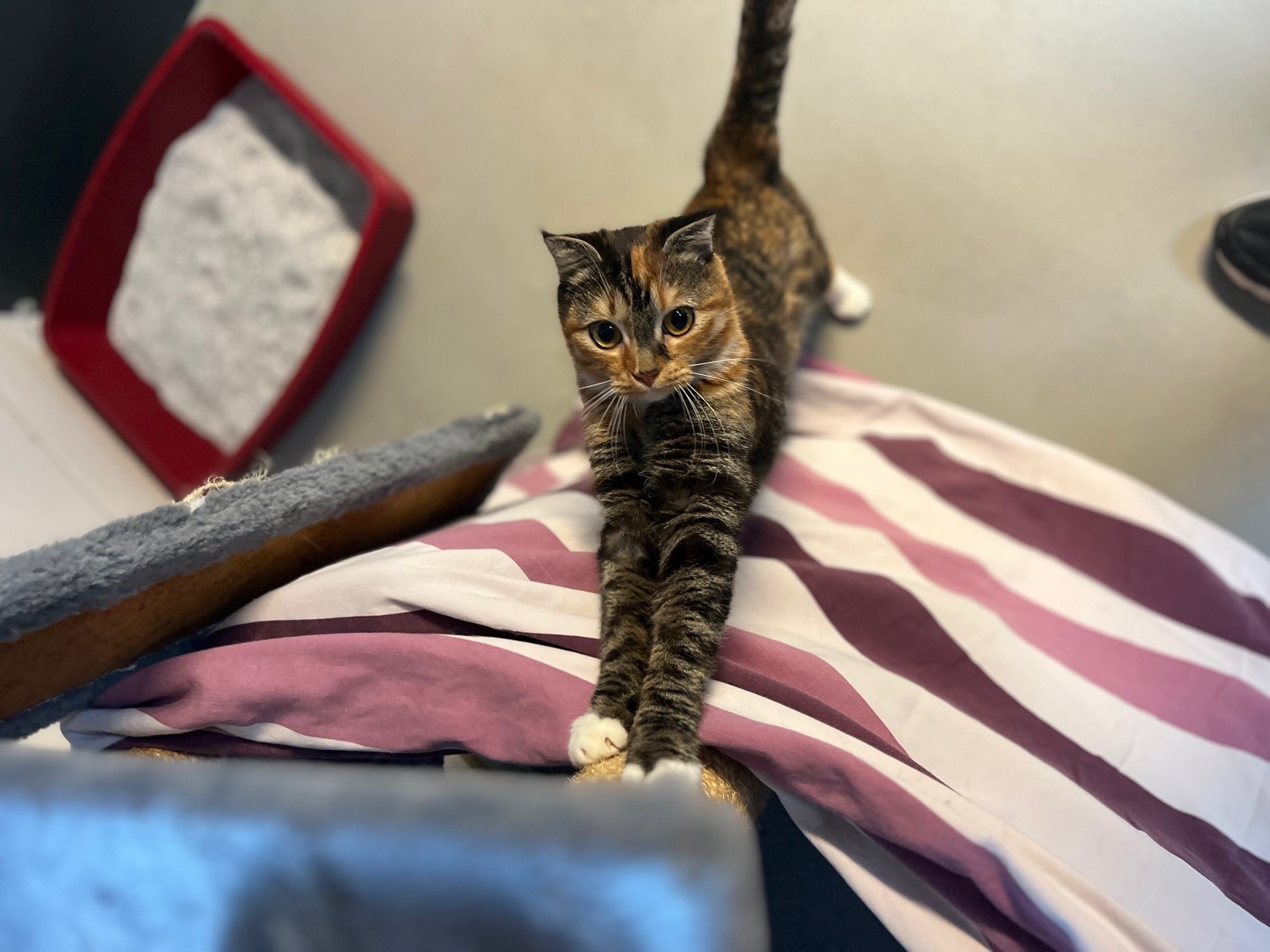 Kat dumpet på motorvej | Dyrenes Beskyttelse